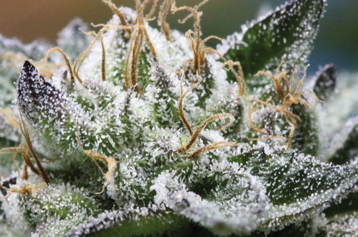 Bubba God Strain Info / Bubba God Weed By BC Bud Depot - GrowDiaries