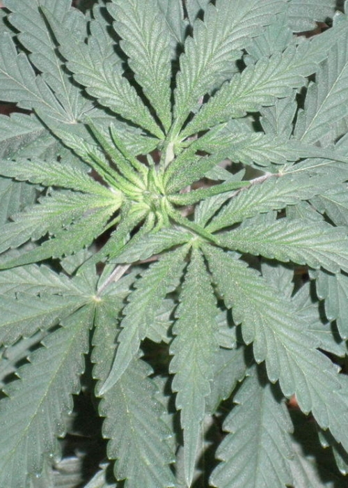 Stink Bomb Strain Info / Stink Bomb Weed By Connoisseur Genetics ...