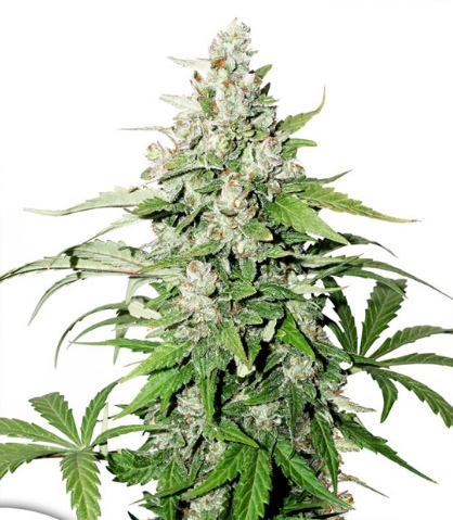 Auto Cinderella Jack Strain Info / Auto Cinderella Jack Weed By Dutch ...