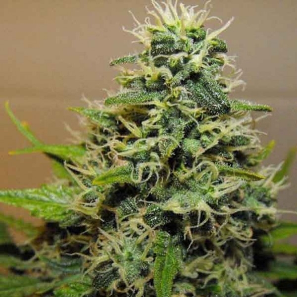 R.K.S. Strain Info / R.K.S. Weed By Reserva Privada - GrowDiaries