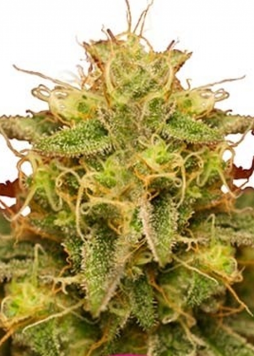 Royal Domina Strain Info / Royal Domina Weed By Royal Queen Seeds ...