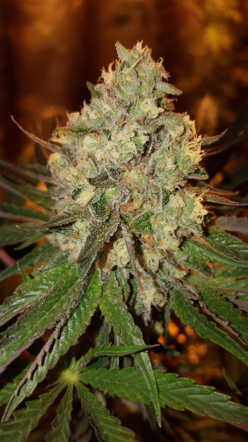 Royal Cookies Strain Info / Royal Cookies Weed By Royal Queen Seeds ...