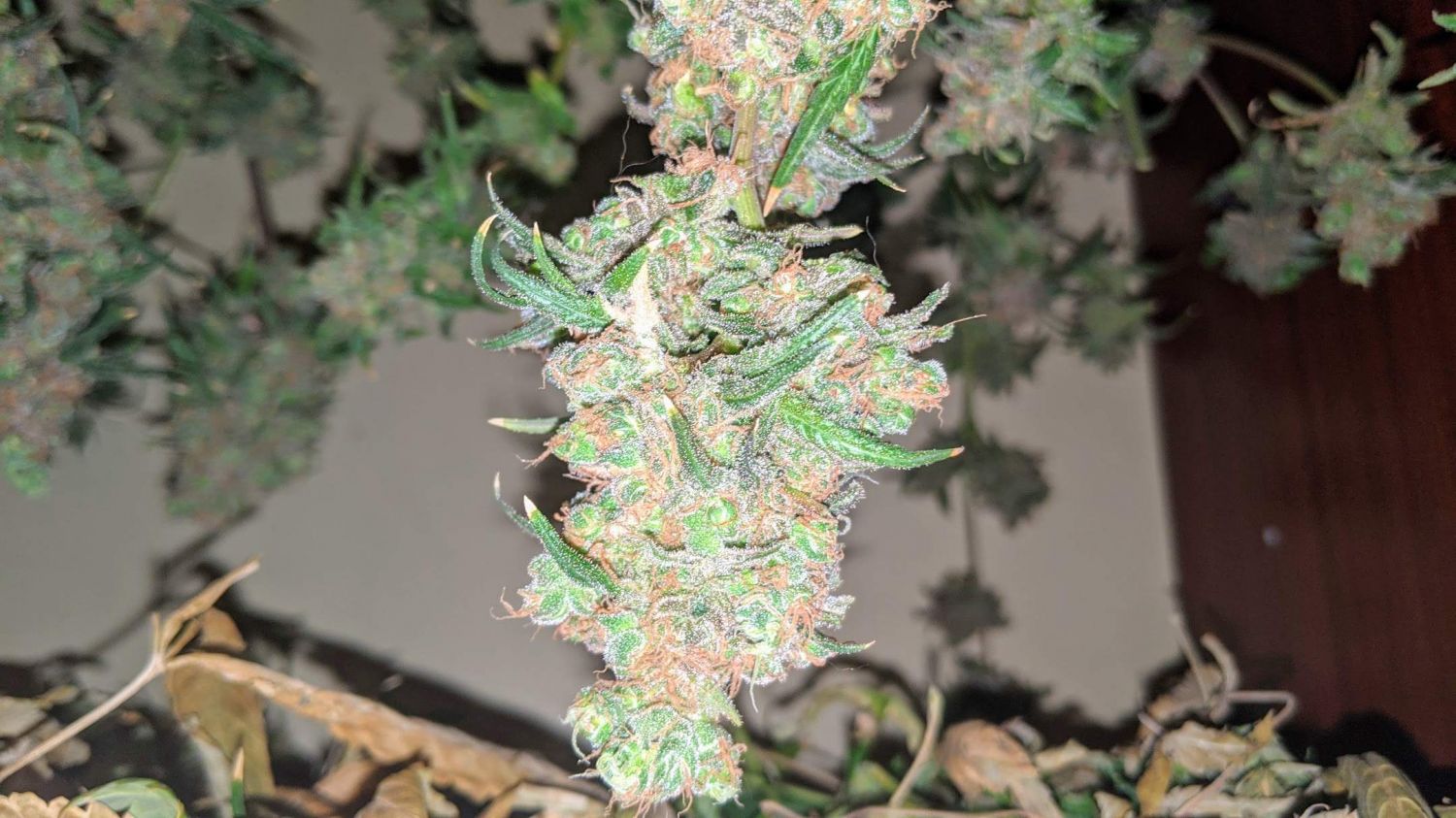 Critical Mass Strain Info / Critical Mass Weed By BulkSeedBank ...