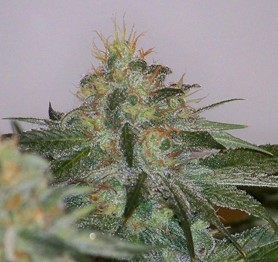 Force OG Strain Info / Force OG Weed By Gage Green - GrowDiaries