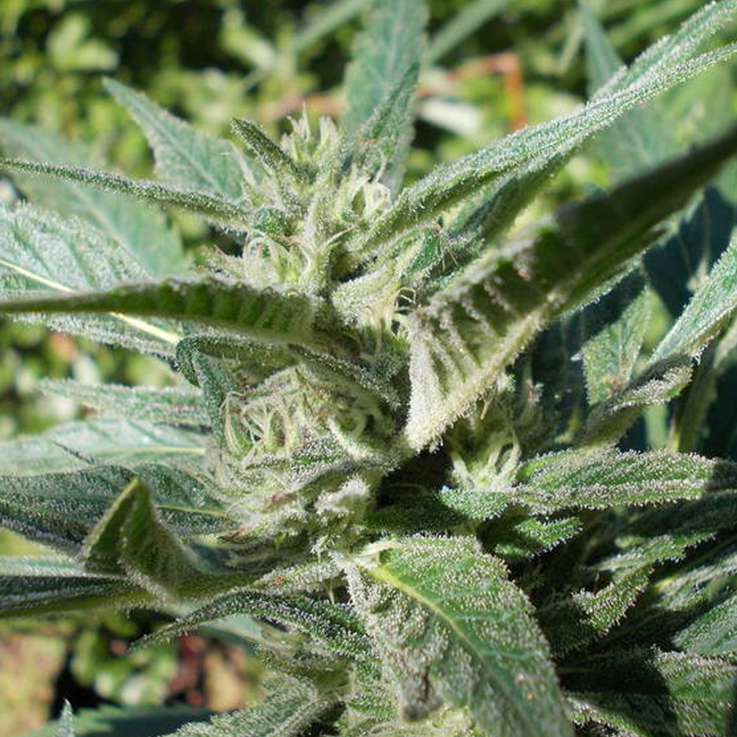 High Flyer Strain Info / High Flyer Weed By Gage Green - GrowDiaries
