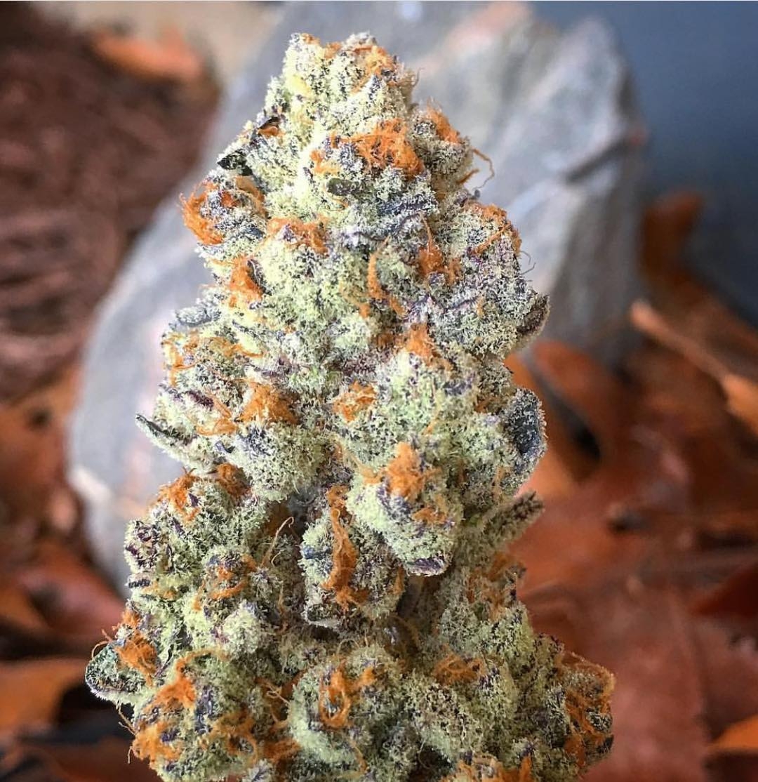 High School Sweetheart Strain Info / High School Sweetheart Weed By ...