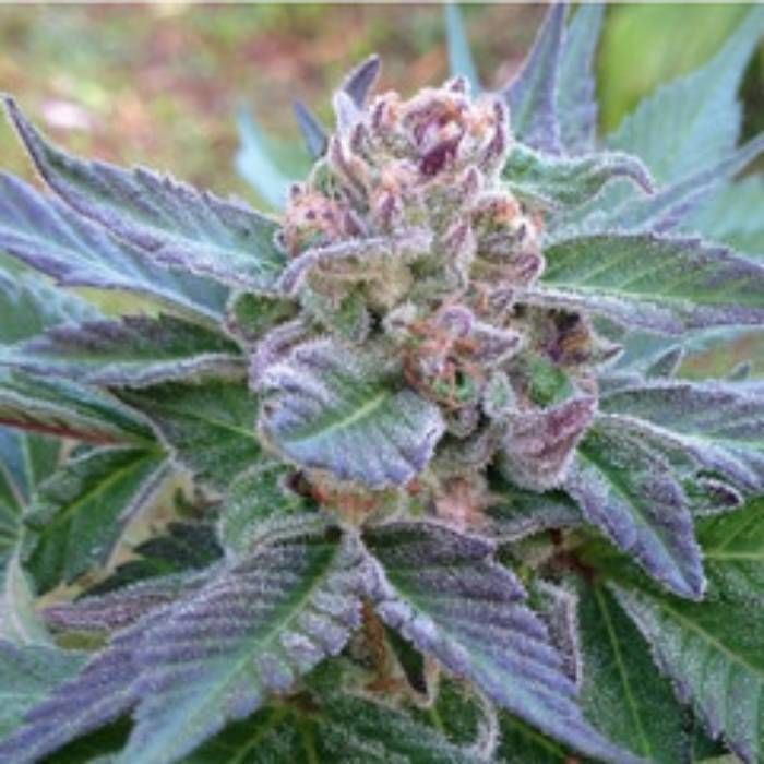 Oak Tree Strain Info / Oak Tree Weed By Gage Green - GrowDiaries