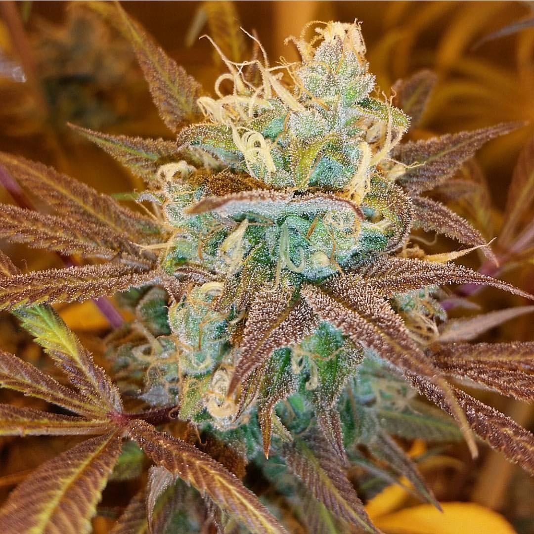 Philosopher’s Stone Strain Info / Philosopher’s Stone Weed By Gage ...