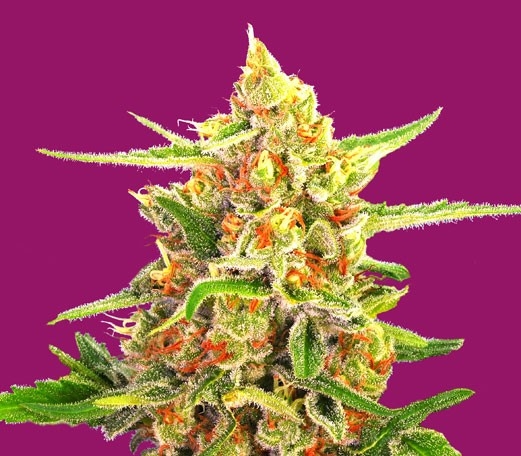 Cherry Bomb Strain Info / Cherry Bomb Weed By Bomb Seeds - GrowDiaries