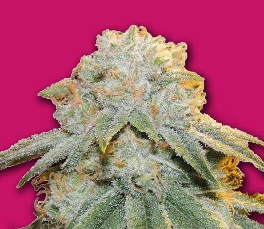 Bubble Bomb Strain Info / Bubble Bomb Weed By Bomb Seeds - GrowDiaries