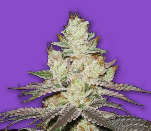 Killer Purps Strain Info / Killer Purps Weed By Bomb Seeds - GrowDiaries