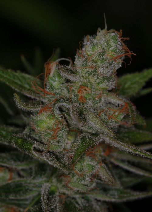 Jack Skellington Strain Info / Jack Skellington Weed By TGA Genetics ...