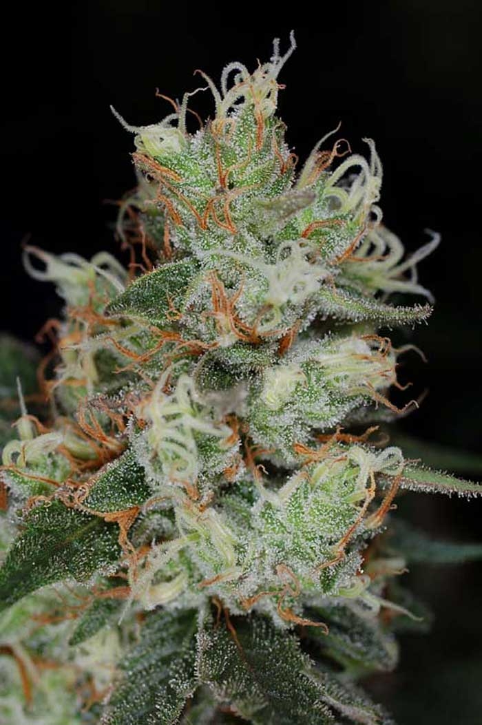 Vortex Strain Info / Vortex Weed By TGA Genetics Subcool Seeds ...