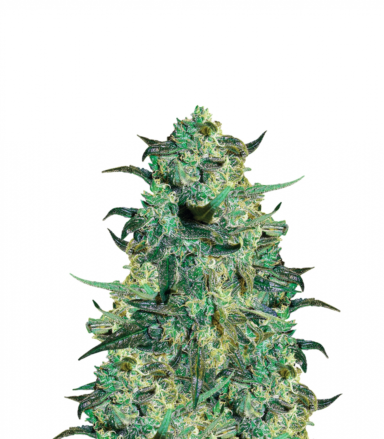 Power Skunk Strain Info / Power Skunk Weed By Flying Dutchmen - GrowDiaries