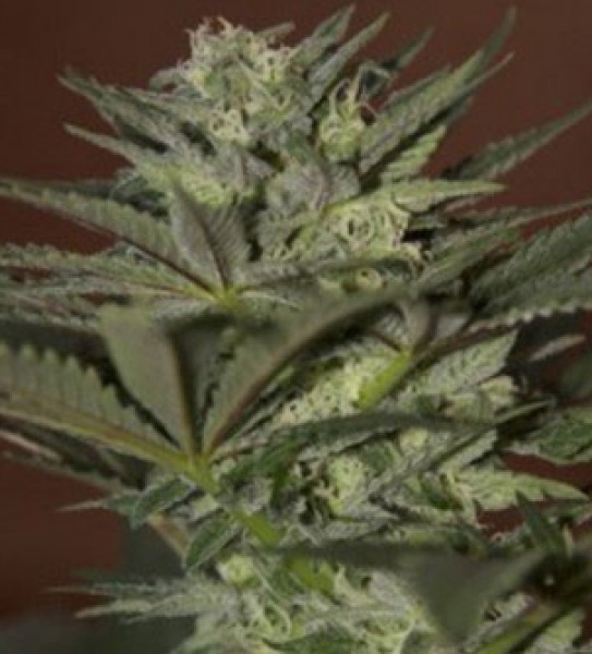 AK Strain Info / AK Weed By Canuk Seeds - GrowDiaries