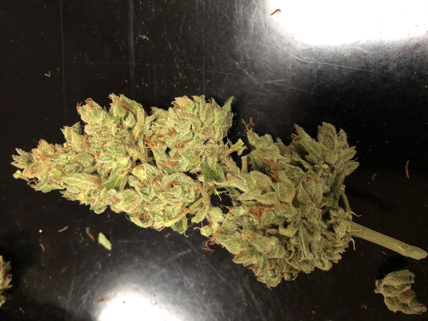 Auto Great White Shark Strain Info / Auto Great White Shark Weed By ...