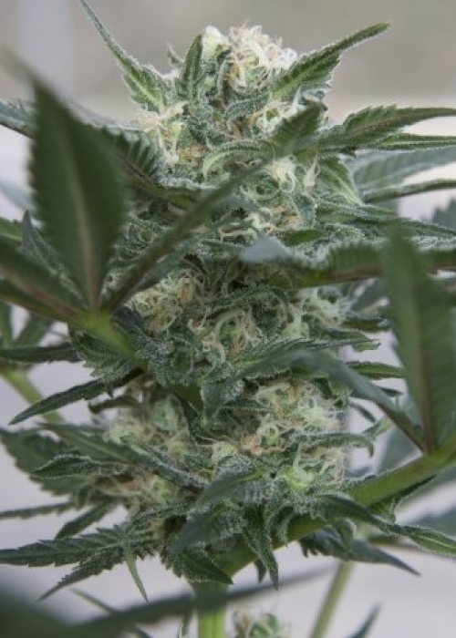 Auto Hindu Kush Strain Info / Auto Hindu Kush Weed By Canuk Seeds ...