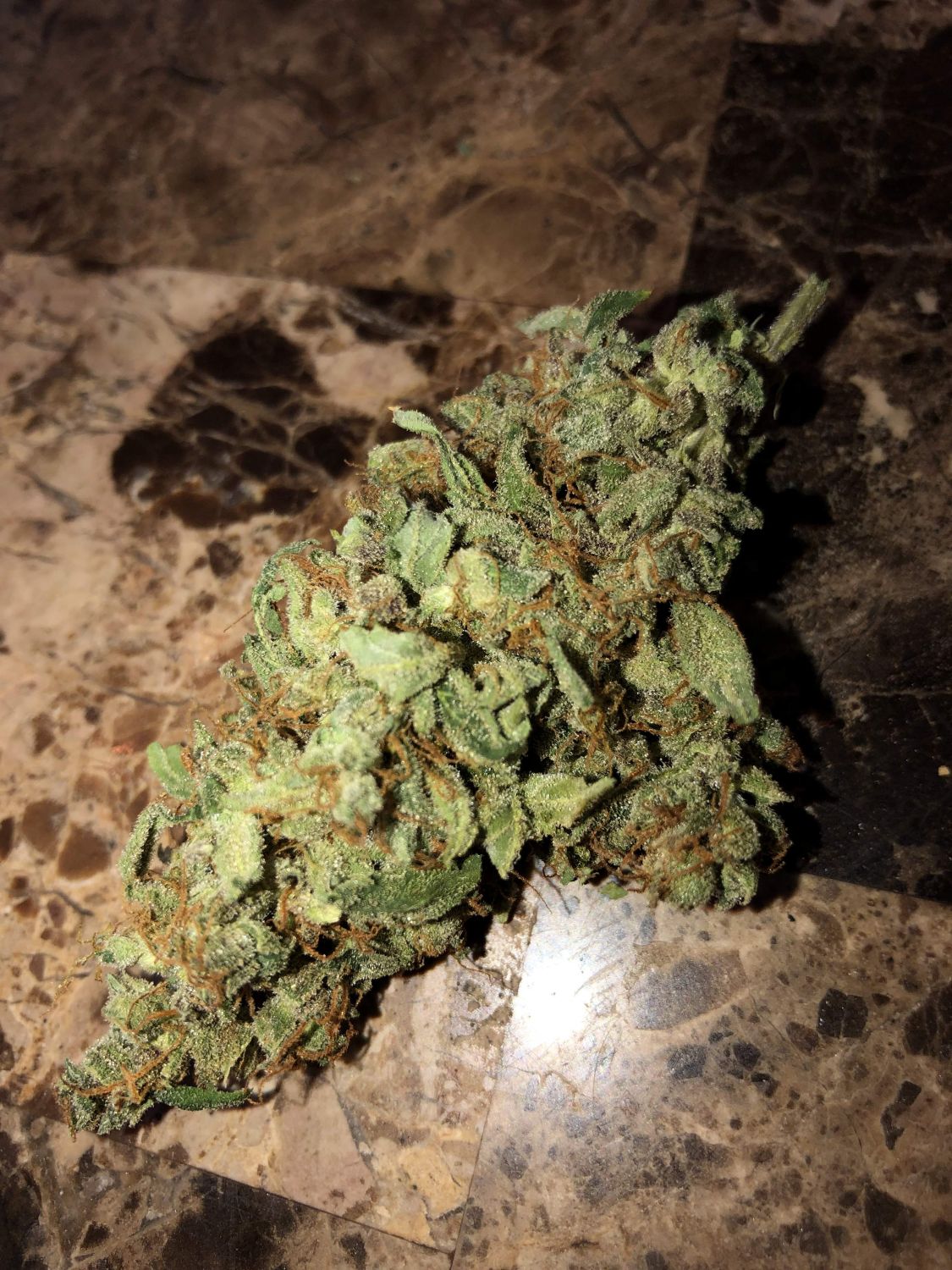 Critical Mass Autoflowering Strain Info / Critical Mass Autoflowering ...