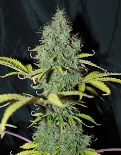 Sweet Tooth Auto Strain Info / Sweet Tooth Auto Weed By Canuk Seeds ...
