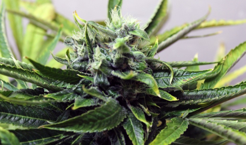 Afgan Storm Auto Strain Info / Afgan Storm Auto Weed By Green Bud Seeds ...