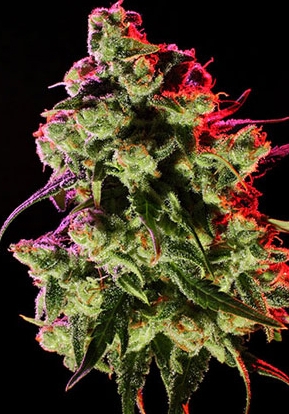 Skywalker Strain Info / Skywalker Weed By Grand Daddy Purp - GrowDiaries