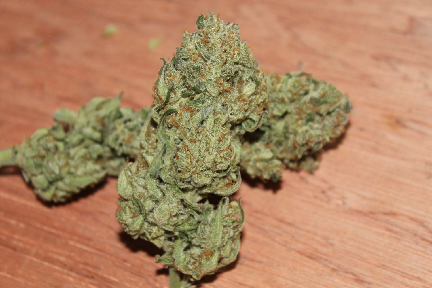 NYC Diesel Autoflowering Strain Info / NYC Diesel Autoflowering Weed By ...