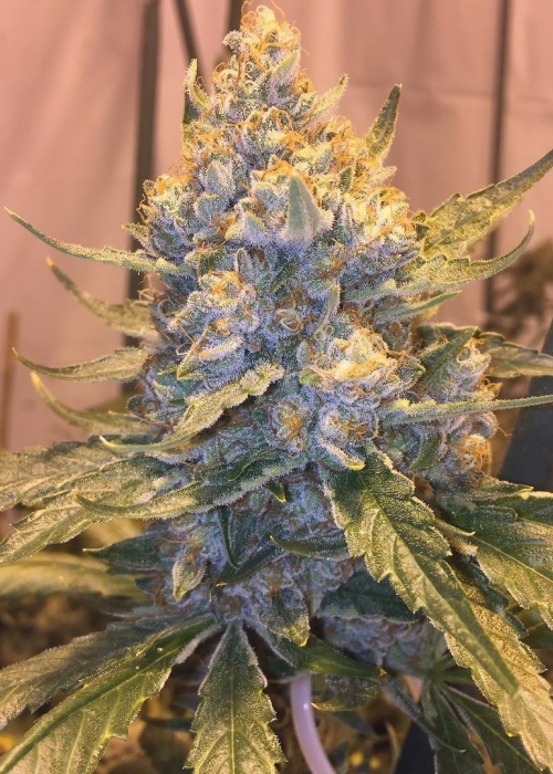 Cocoa OG Strain Info / Cocoa OG Weed By Grand Daddy Purp - GrowDiaries