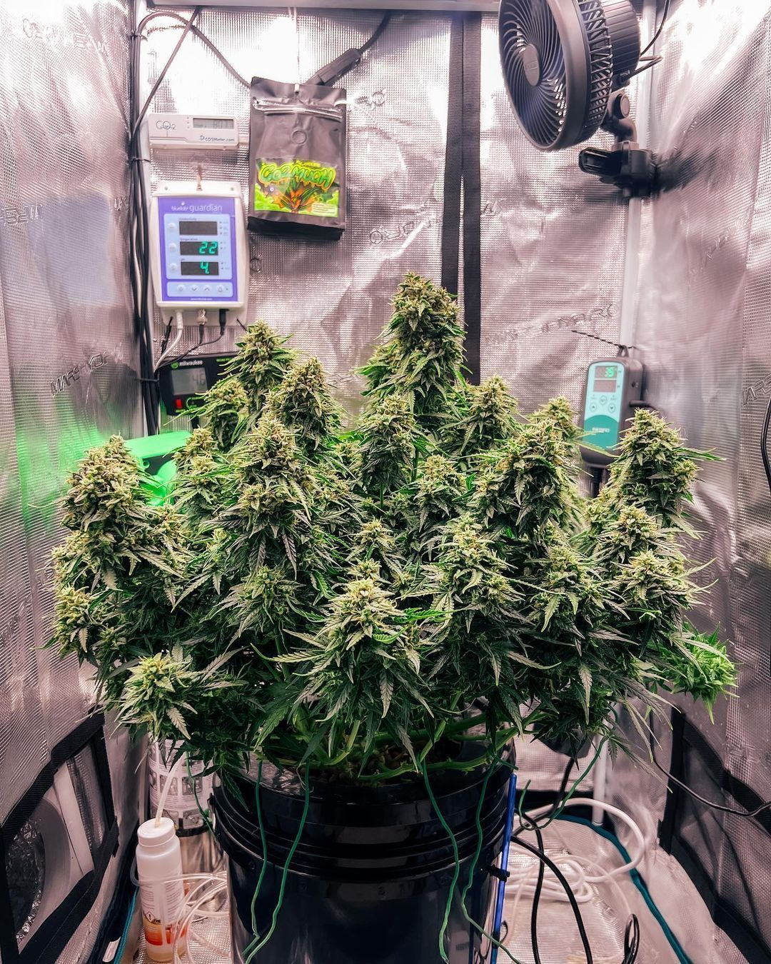 Blue Dream Auto Strain Info / Blue Dream Auto Weed By Fast Buds ...