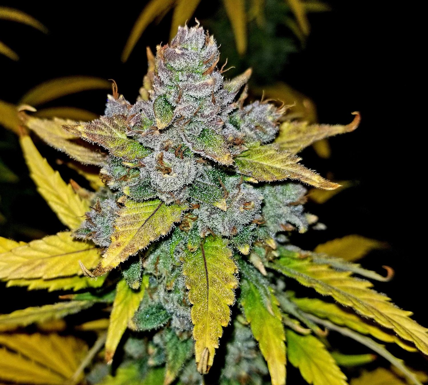 Blue Dream Auto / Fast Buds strain info - GrowDiaries