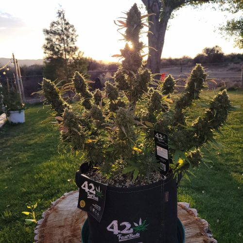 Blue Dream Auto Strain Info / Blue Dream Auto Weed By Fast Buds ...