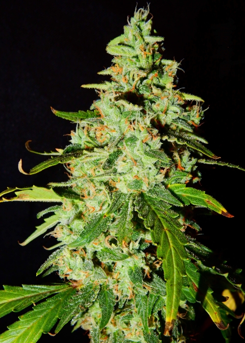 Blue Dream Auto / Fast Buds strain info - GrowDiaries