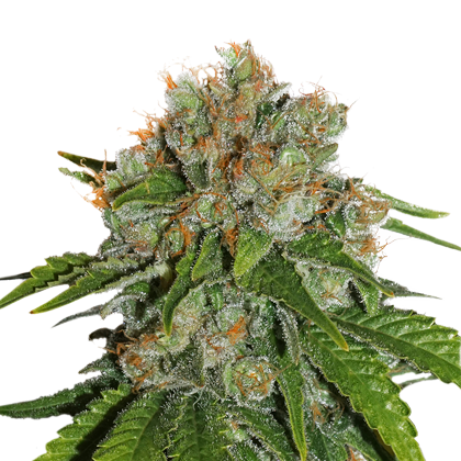 Amnesia Autoflower Strain Info / Amnesia Autoflower Weed By ...