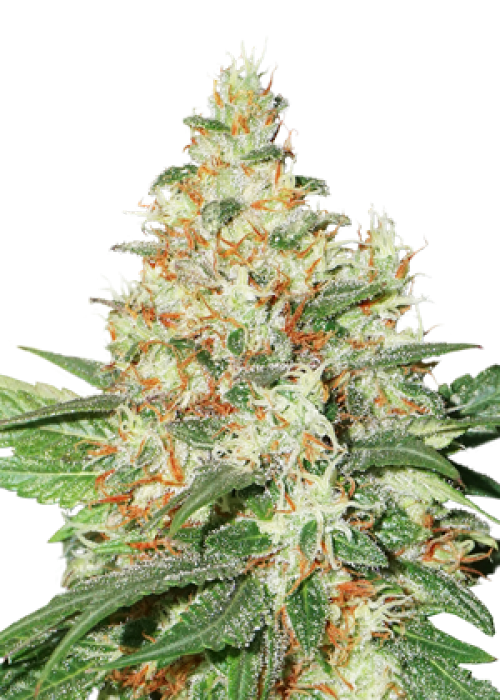 O.G. Kush Strain Info / O.G. Kush Weed By Seedstockers - GrowDiaries
