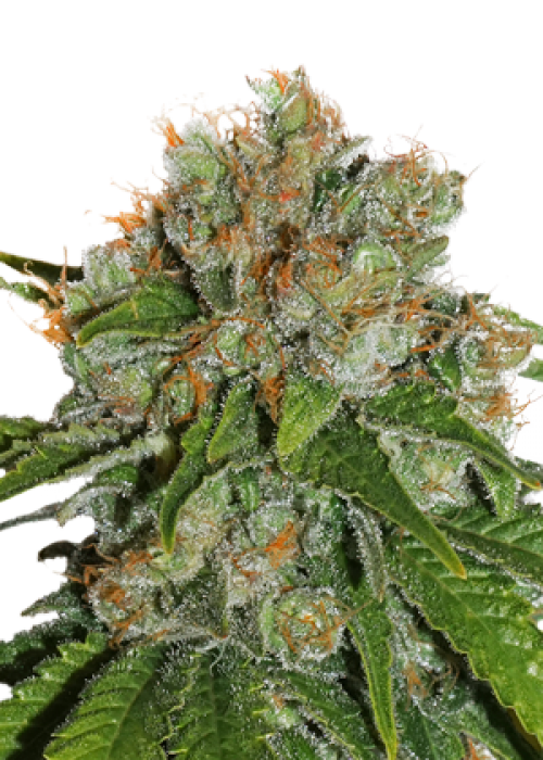 Amnesia Strain Info / Amnesia Weed By Seedstockers - GrowDiaries