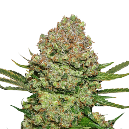 White Widow Strain Info / White Widow Weed By Seedstockers - GrowDiaries