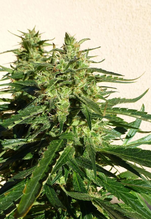 Critical Chaze Strain Info / Critical Chaze Weed By Flash Seeds ...