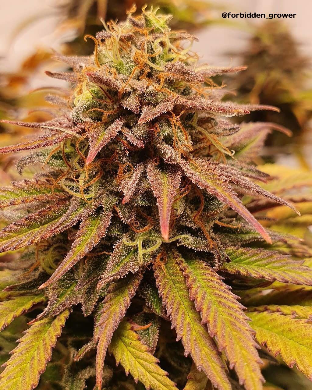 A-Train Strain Info / A-Train Weed By Anesia Seeds - GrowDiaries