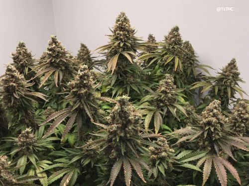 Big Bazooka Strain Info / Big Bazooka Weed By Anesia Seeds - GrowDiaries