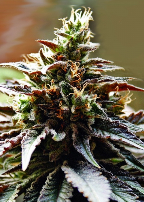Congo Strain Info Congo Weed By Anesia Seeds Growdiaries