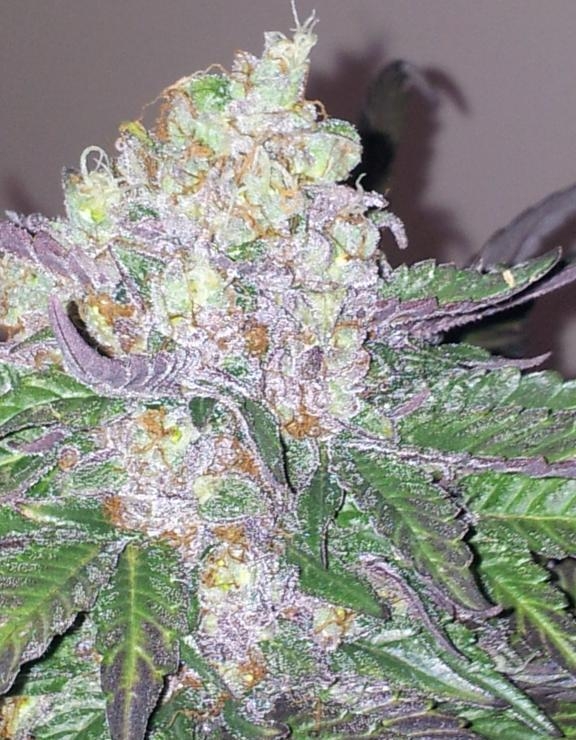 Fallen Angel Strain Info / Fallen Angel Weed By The Devils Harvest ...