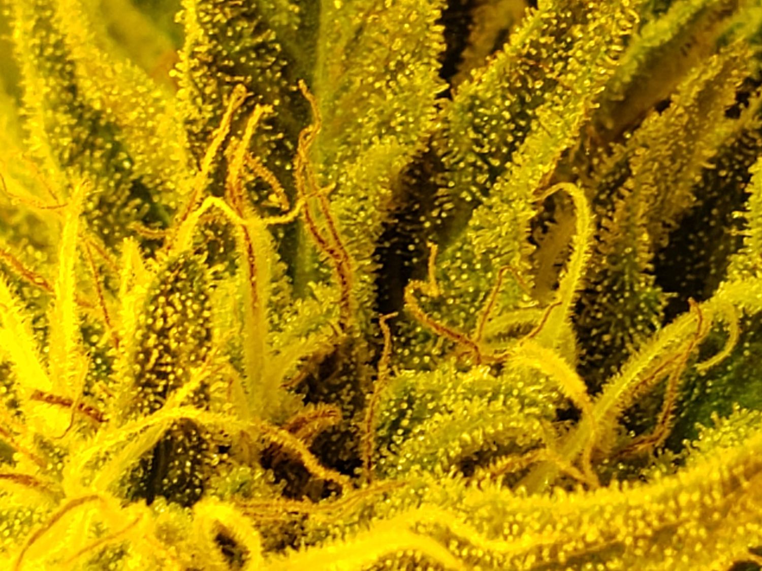 Afghani Strain Info / Afghani Weed By Crop King Seeds - GrowDiaries