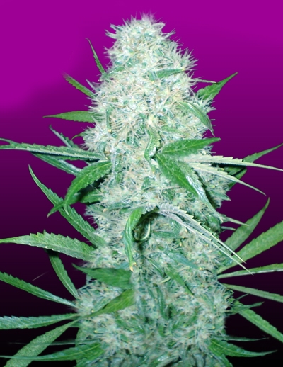 Cali OG Kush Strain Info / Cali OG Kush Weed By Crop King Seeds ...