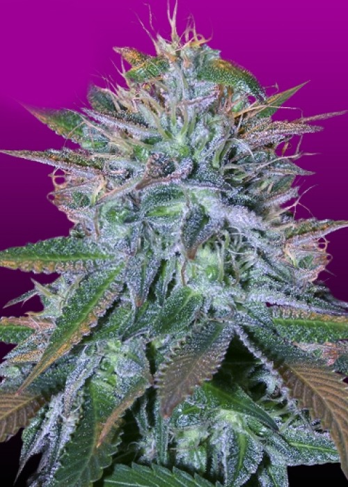 White Widow Strain Info / White Widow Weed By Crop King Seeds - GrowDiaries