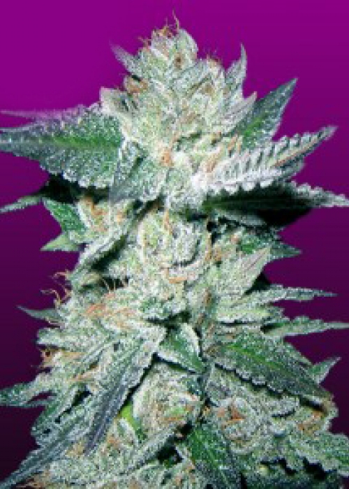 Bubba Kush Strain Info / Bubba Kush Weed By Crop King Seeds - GrowDiaries