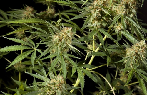 Philo Skunk aka Gokunk Strain Info / Philo Skunk aka Gokunk Weed By ...