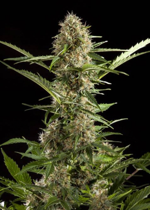 White Yoda Auto Strain Info / White Yoda Auto Weed By Philosopher Seeds ...