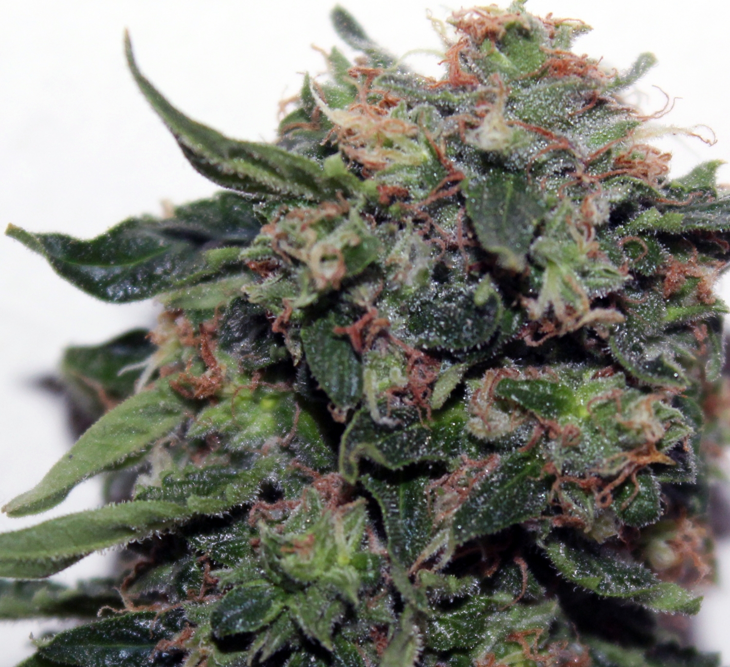 Moon Tears Strain Info / Moon Tears Weed By Autoflower Portal - GrowDiaries