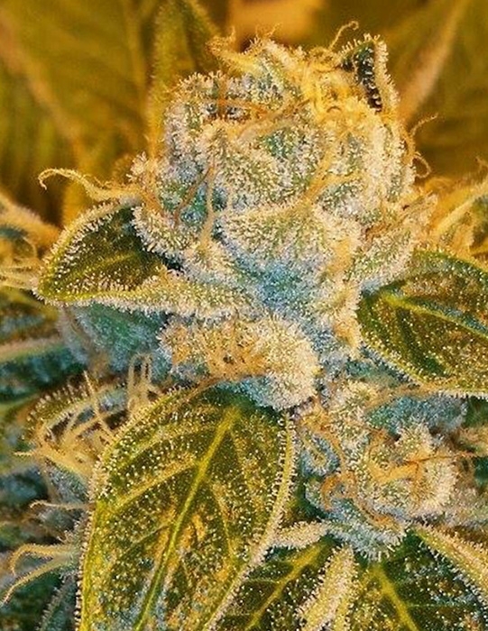 Sour Ripper Strain Info / Sour Ripper Weed By Ripper Seeds - GrowDiaries