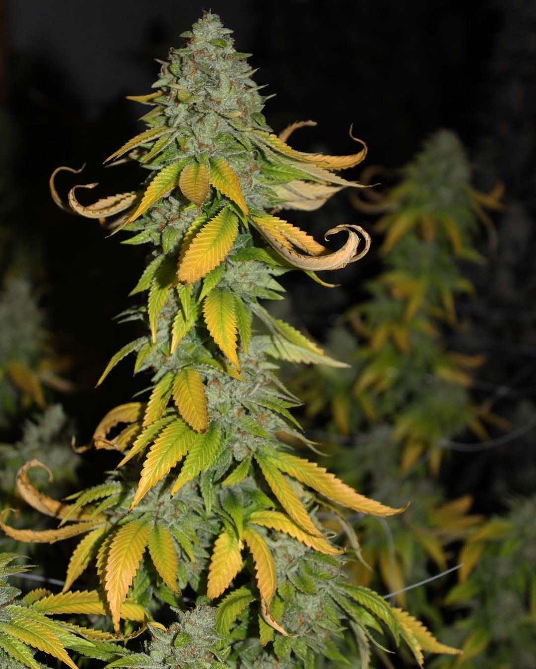 Dubb Face Strain Info / Dubb Face Weed By Cannarado Genetics - GrowDiaries