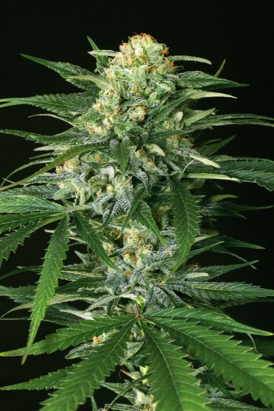 Gipsy Widow Strain Info / Gipsy Widow Weed By Exotic Seed - GrowDiaries